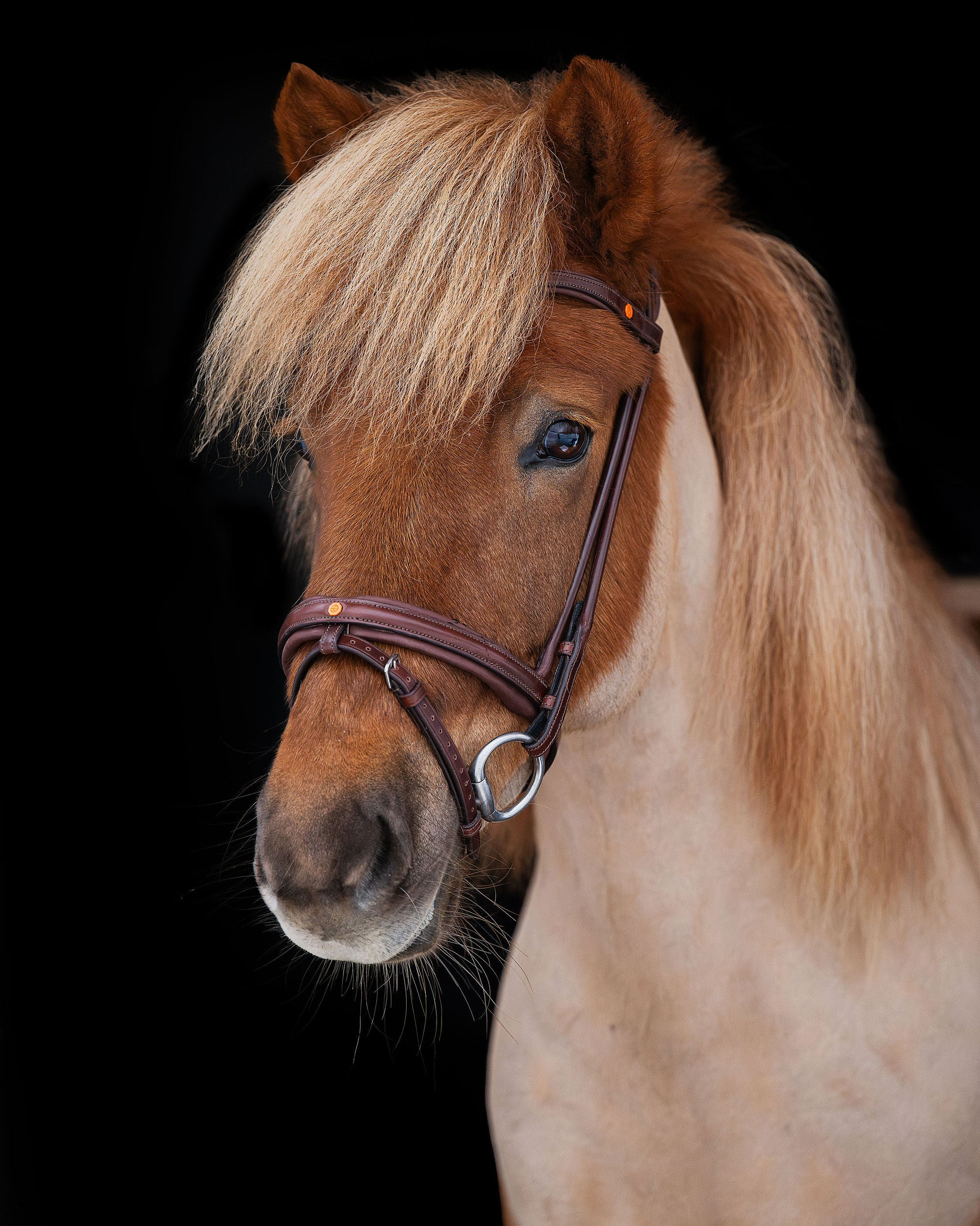 Icelandic Bridle | Anatomical Round-Stitched Brown English Bridle – THE ...